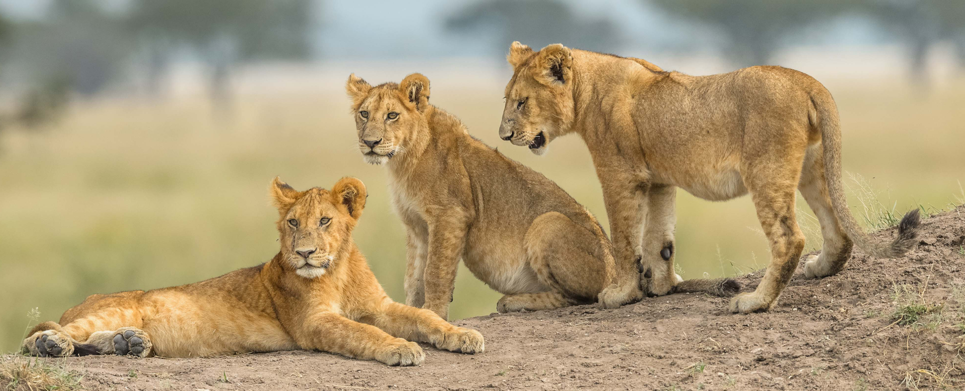 African Big Cats Safaris – Tanzania Safari speacialist